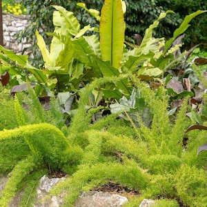 Asparagus Fern Meyeri Seeds - Asparagus Foxtail Flower Seed - 10 Seeds ...