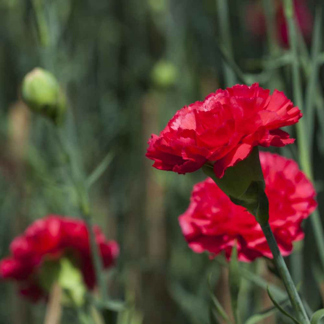 Carnation Seeds - Dianthus Carophyllus Grenadin Scarlet Flower Seed ...