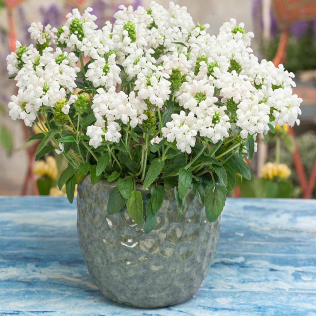 Prunella Seeds - White Prunella Self Heal Ground Cover Seed - 400 Seeds ...