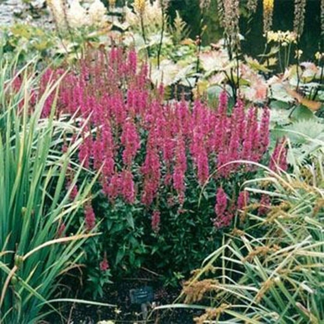 Purple Loosestrife Seeds - Lythrum Salicaria Rosy Gem Flower Seed ...