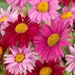 Chrysanthemum Seeds - Pyrethrum Coccineum Robinson's Mix Flower Seed ...