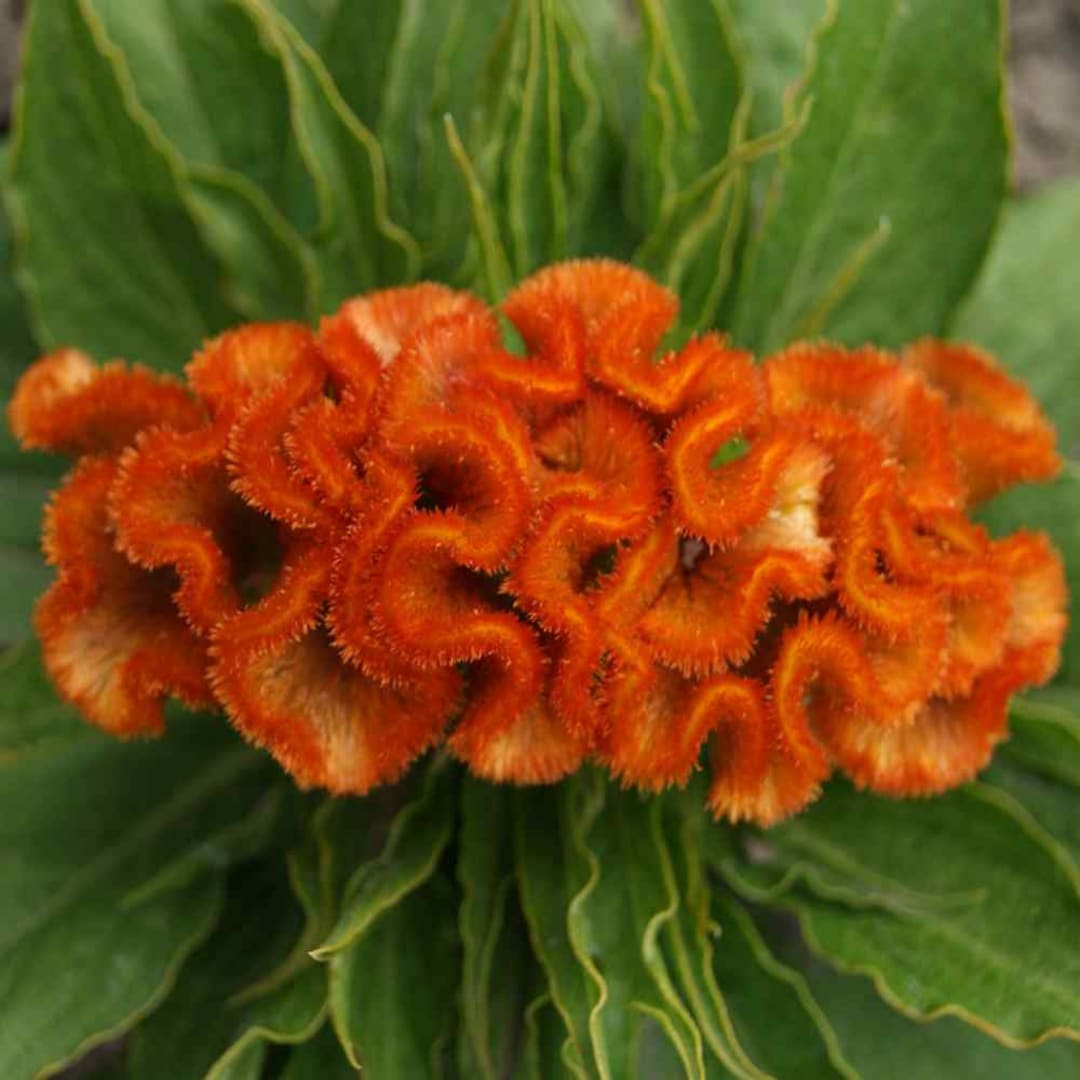 Orange Celosia Flower Seed - Cockscomb Seeds - 500 Seeds - Etsy