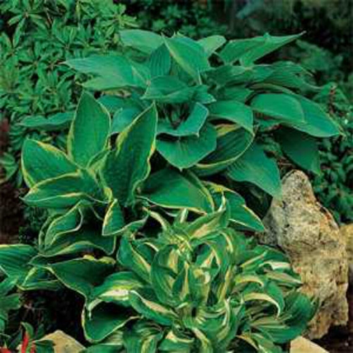 Hosta Seeds Hosta Elegans American Mix Flower Seed 50 - Etsy