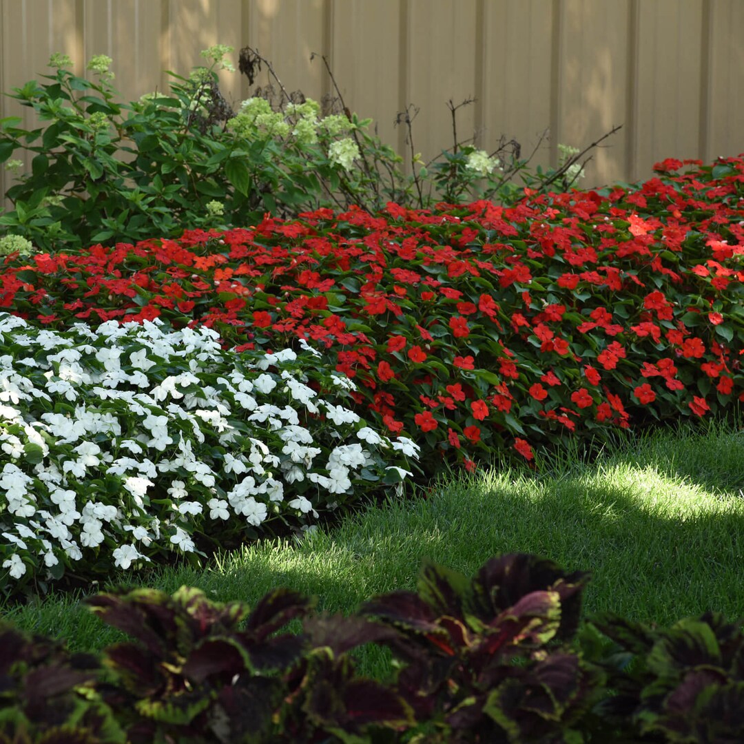 Bright Red Impatiens Container Plant Flower Seeds - 150 Seeds - Etsy
