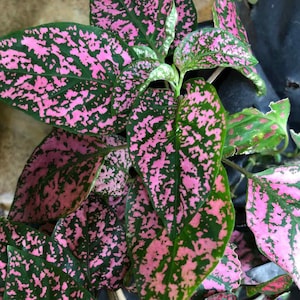 Hypoestes Seeds - Hypoestes Pink Polka Dot Flower Seed - 2000 Seeds - Etsy