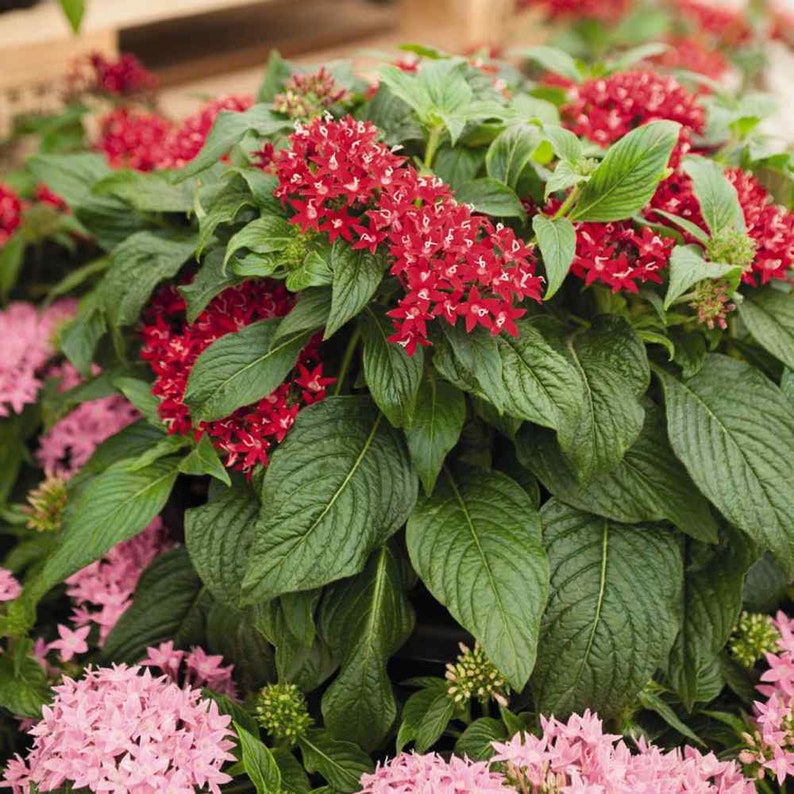 Pentas Seed Pentas Graffiti Bright Red Flower Seeds 25 - Etsy