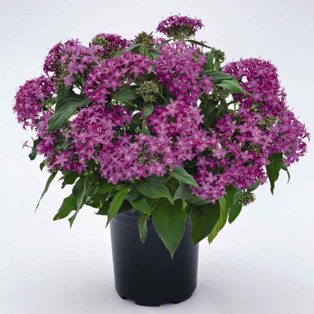 Pentas Seeds - Pentas Graffiti Violet Flower Seed - 50 Seeds - Etsy