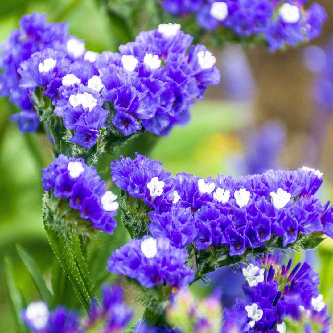 Limonium Statice Blue Garden Flower Plant Seed With Low Water ...
