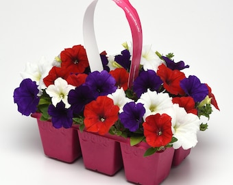 Bacopa Seeds Bacopa Blutopia Blue Flower Seeds 20 Seeds - Etsy