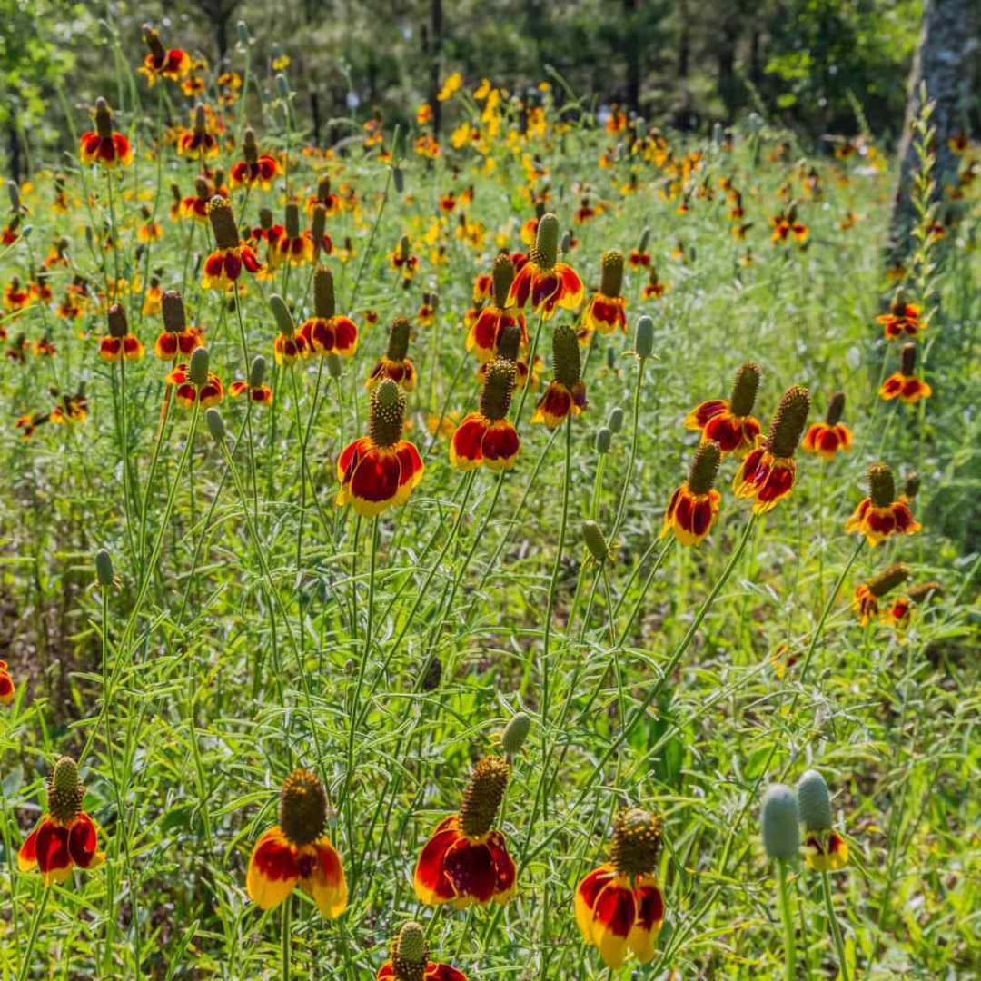 Ratibida Mexican Hat Drought Tolerant Garden Flower Plant Seeds - 5000 ...