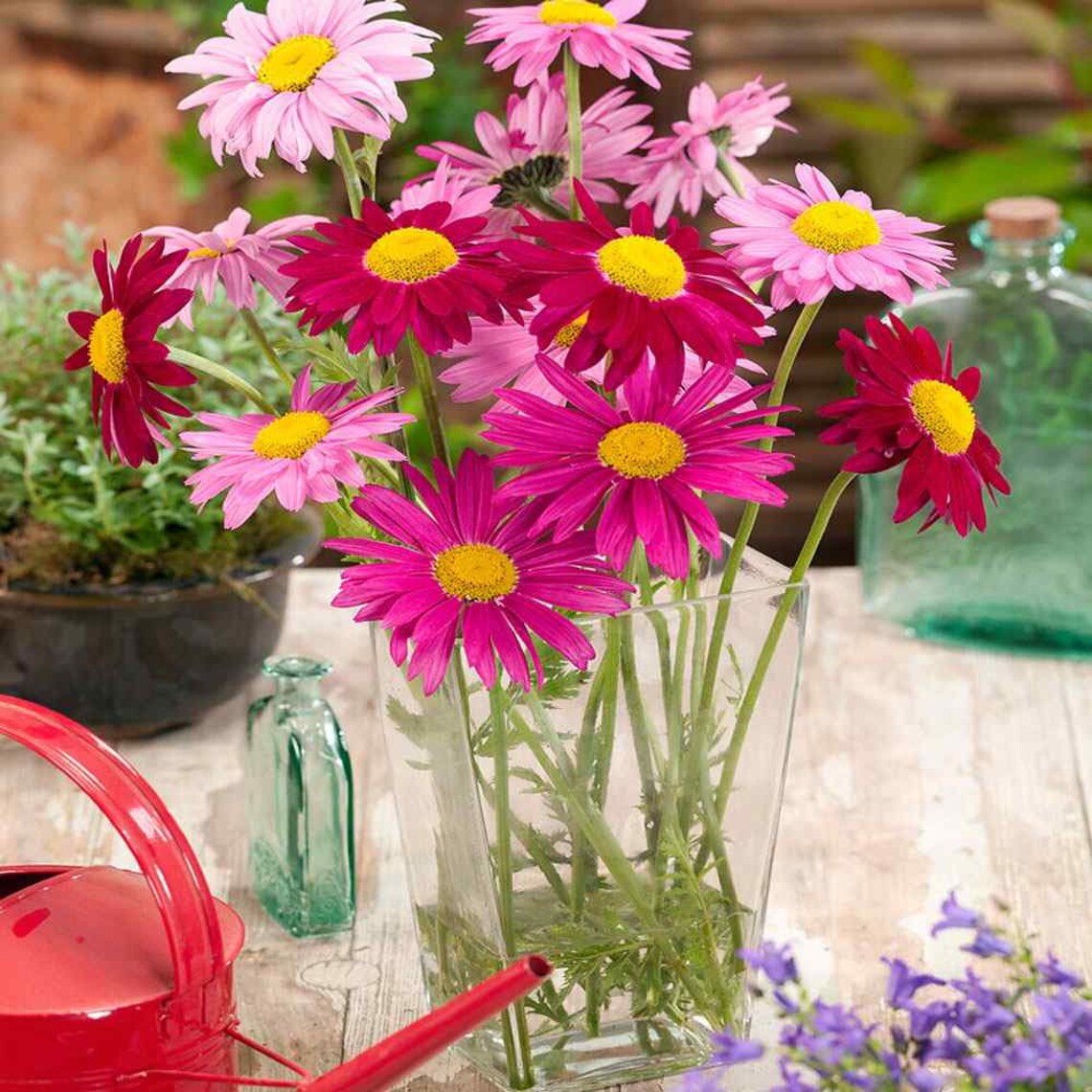 Chrysanthemum Seeds - Pyrethrum Coccineum Robinson's Mix Flower Seed ...