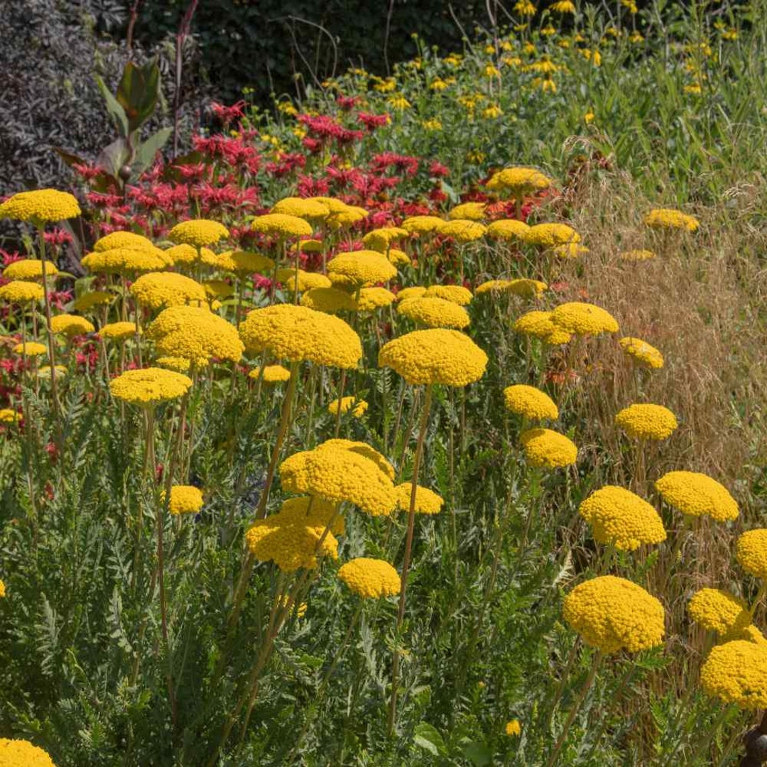 Achillea Yarrow Fernleaf Parker Drought Resistant Garden Flower Plant ...