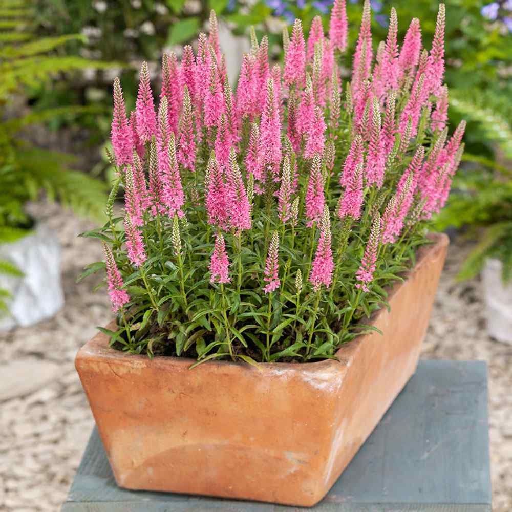 Veronica Spicata Pink Goblin Garden Spiked Speedwell Flower - Etsy