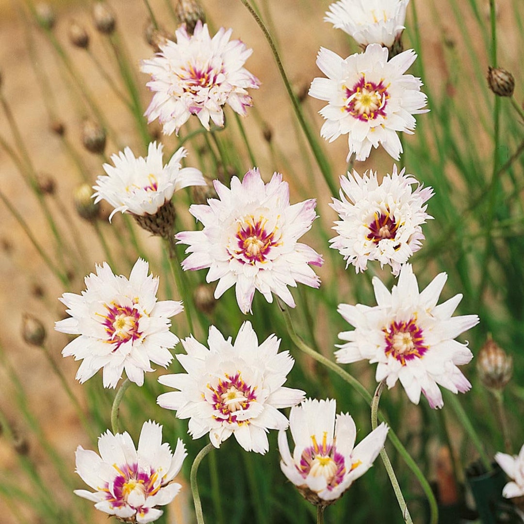 Cupid's Dart Seed - Catananche Caerulea Alba - White Flower Seed - 1000 ...