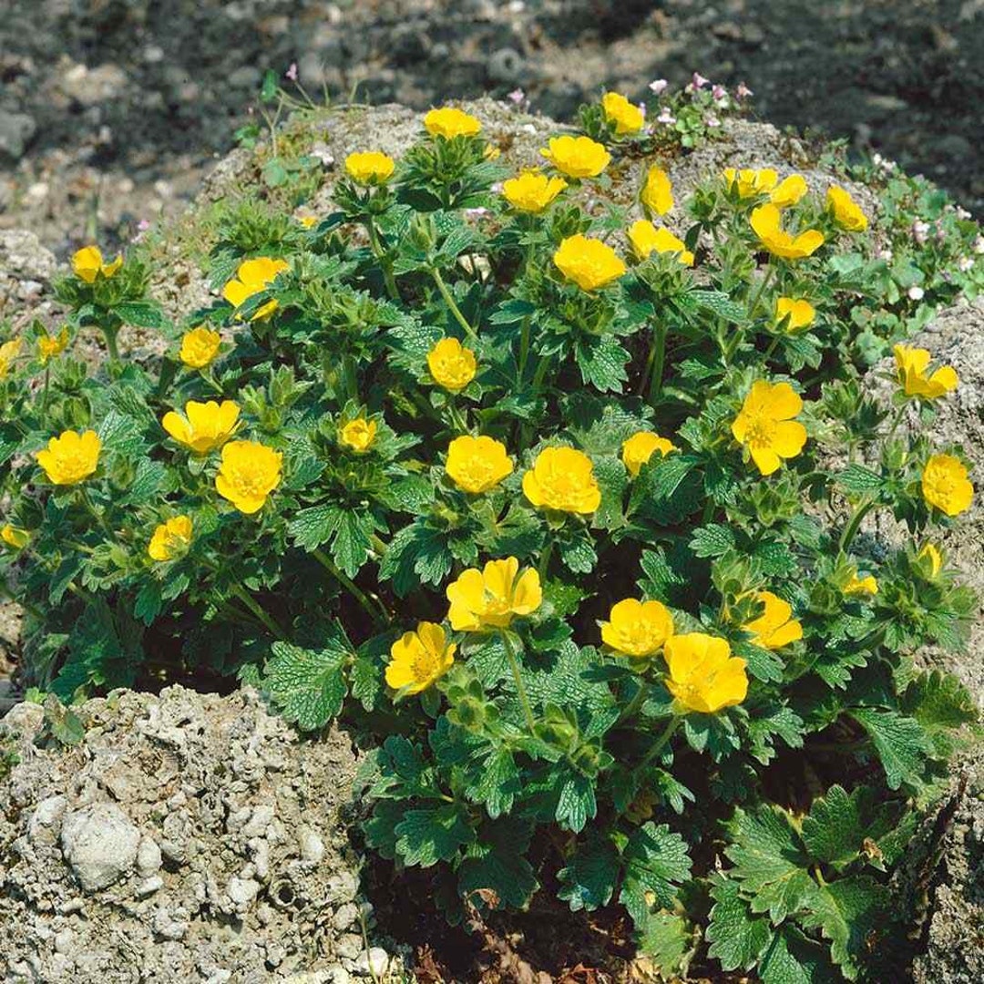 Perennial Woolly Cinquefoil Potentilla Fragiformis Gold Sovereign ...