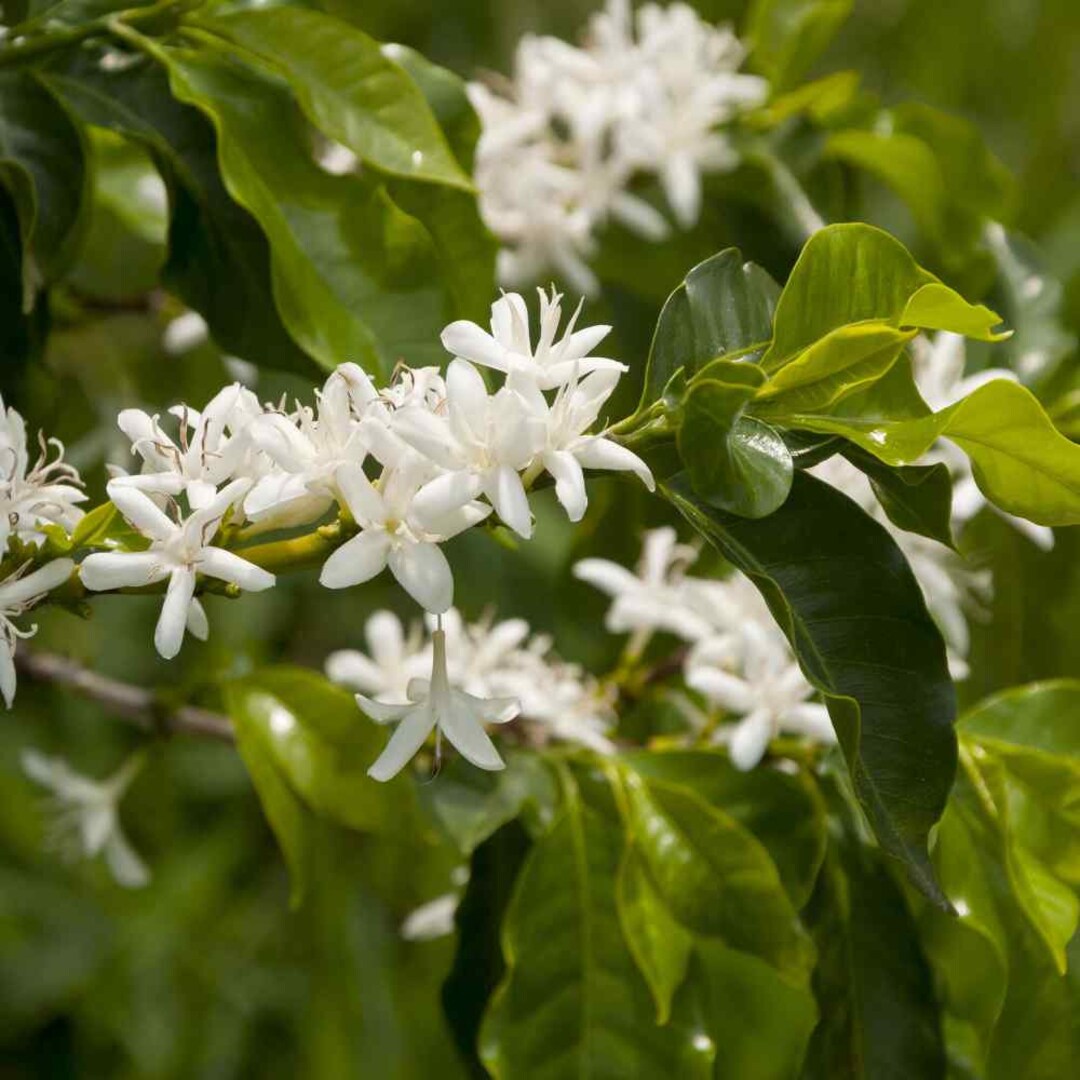 Coffee Seeds Coffea Arabica Flower Seeds 100 Seeds - Etsy