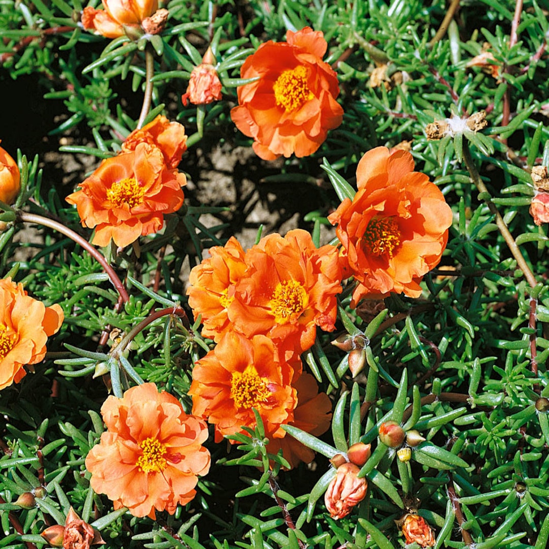 Moss Rose Grows in Hot, Dry, Sunny Locations - 500 Seeds - Etsy