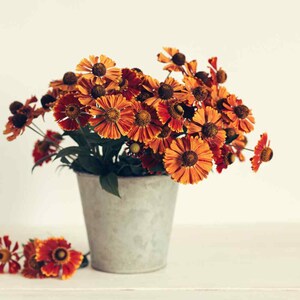 Helenium Seeds - Sneezeweed Helenium Autumnale Flower Seed - 2000 Seeds ...