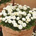 Bellis Seeds - Bellis Perennis White English Daisy Flower Seed - 10000 ...