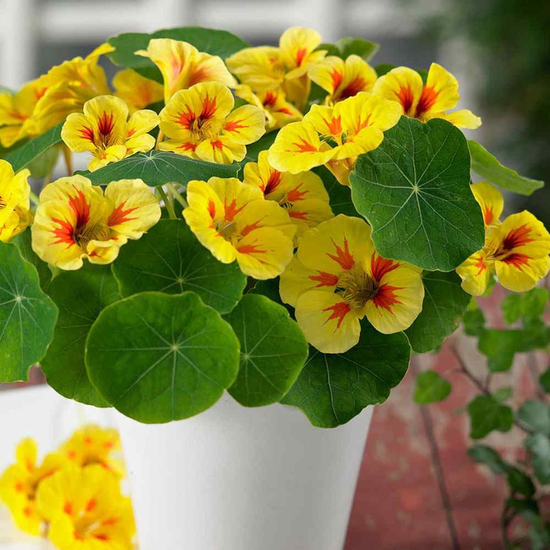 Tropaeolum Nasturtium Peach Melba Vining Flower Seeds - 400 Seeds - Etsy