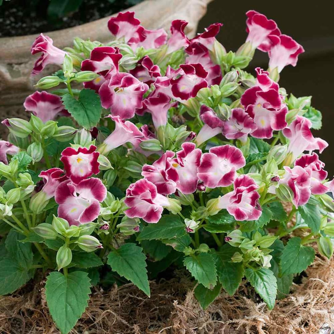 Torenia Fournieri Burgundy Wishbone Flower Seeds - 100 Seeds - Etsy