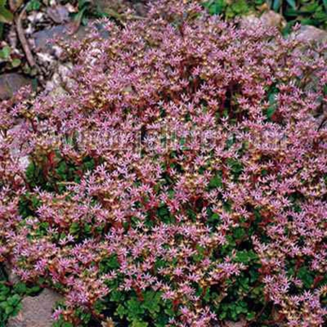 Sedum Stoloniferum Seed - Stolon Stonecrop Ground Cover Seeds - 2000 ...
