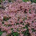 Sedum Stoloniferum Seed - Stolon Stonecrop Ground Cover Seeds - 2000 ...