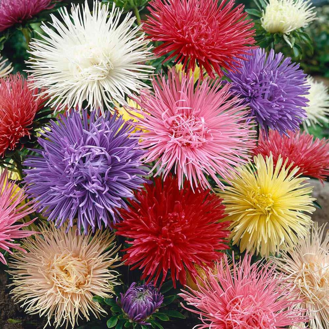 Aster Seeds - Aster Callistephus Needle Mix Flower Seed - 1000 Seeds - Etsy