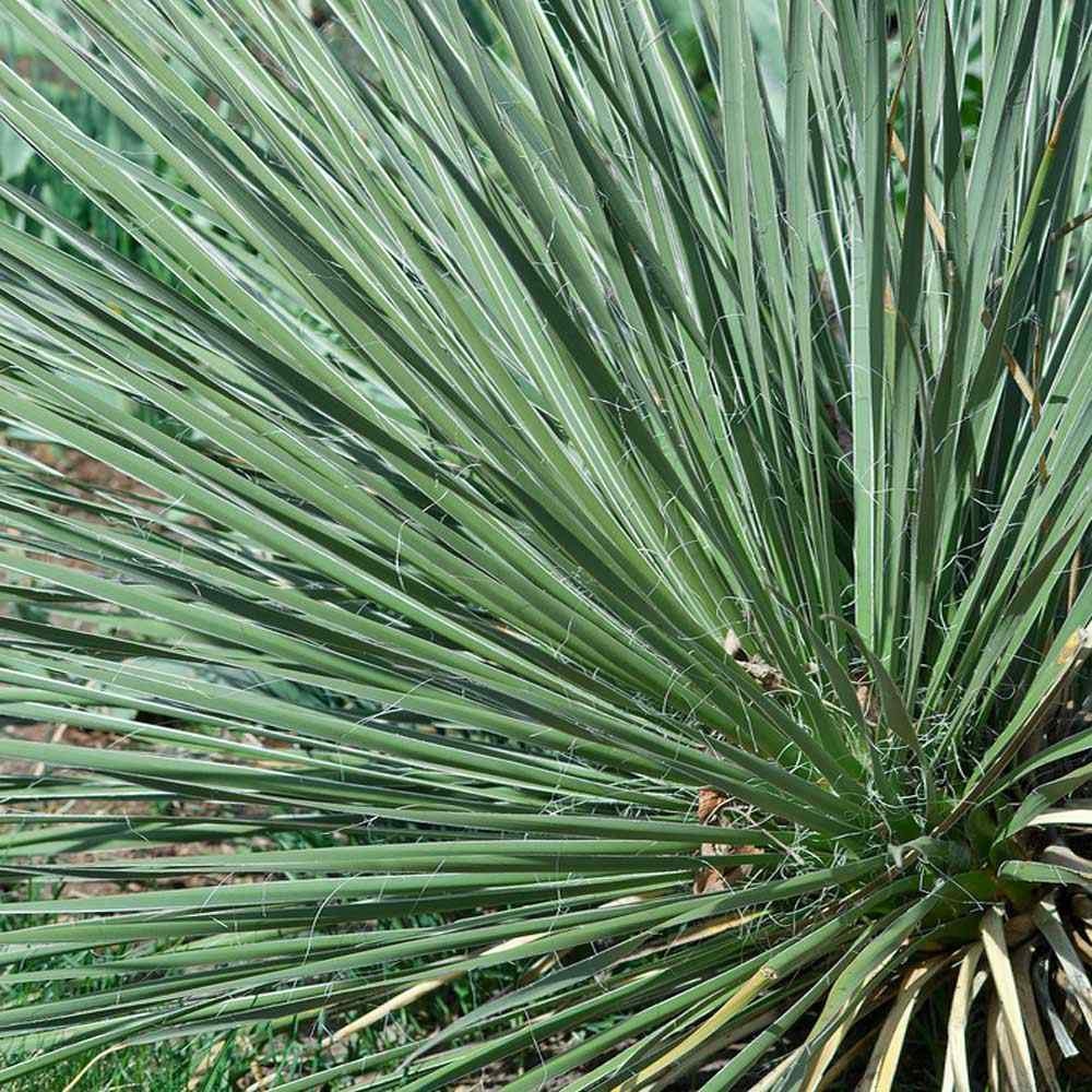 Soapweed Yucca Glauca Drought Tolerant Garden Plant Seeds 100 Seeds - Etsy