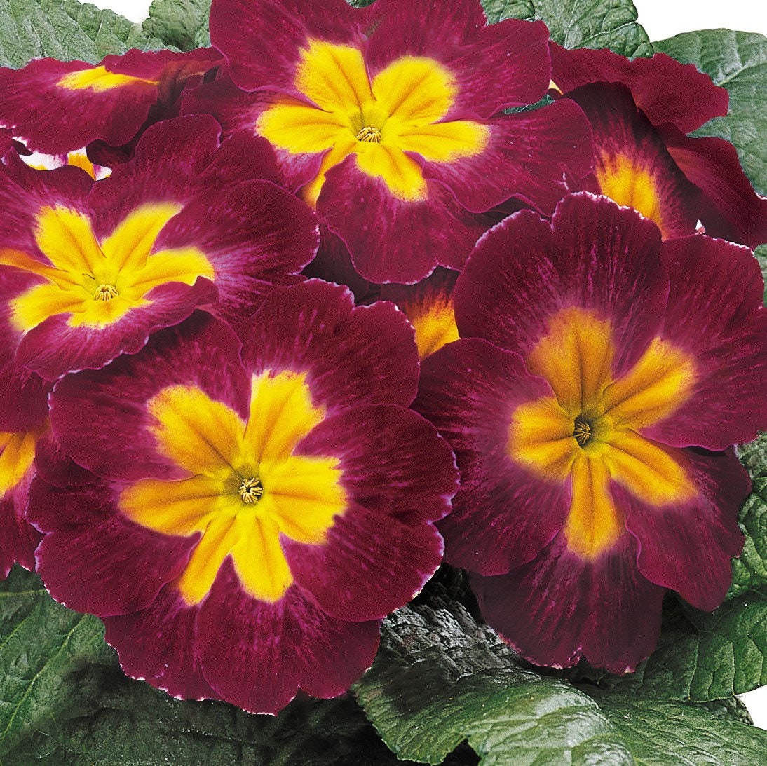 Common Primrose Acaulis Danova Burgundy Bicolor Garden Flower Seeds 50 ...