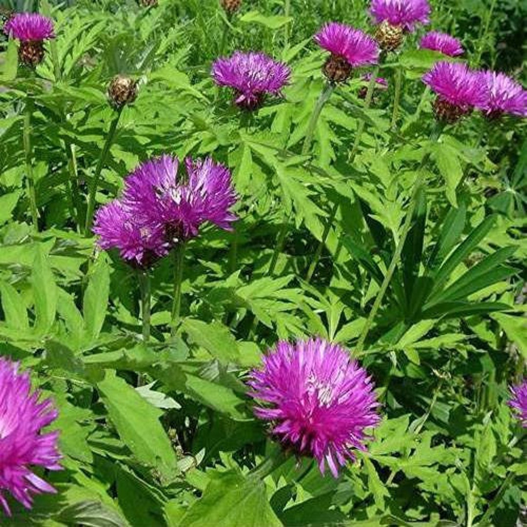 Centaurea Dealbata Flower Seeds - Perennial Cornflower - 500 Seeds - Etsy
