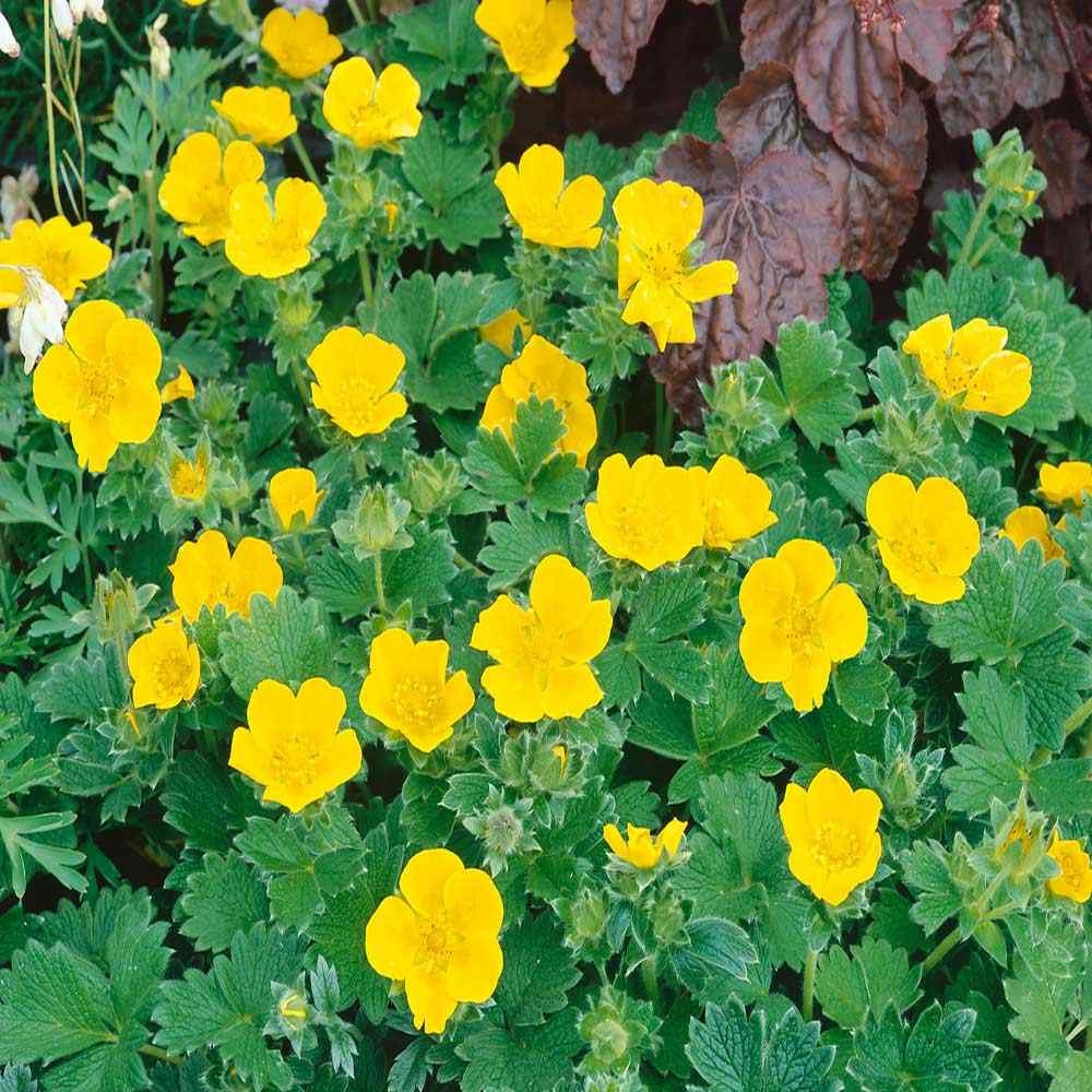 Perennial Woolly Cinquefoil Potentilla Fragiformis Gold Sovereign ...
