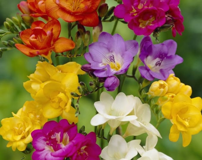 Bellflower Seed Bellflower Superba Perennial Flower Seeds 1000 Seeds - Etsy