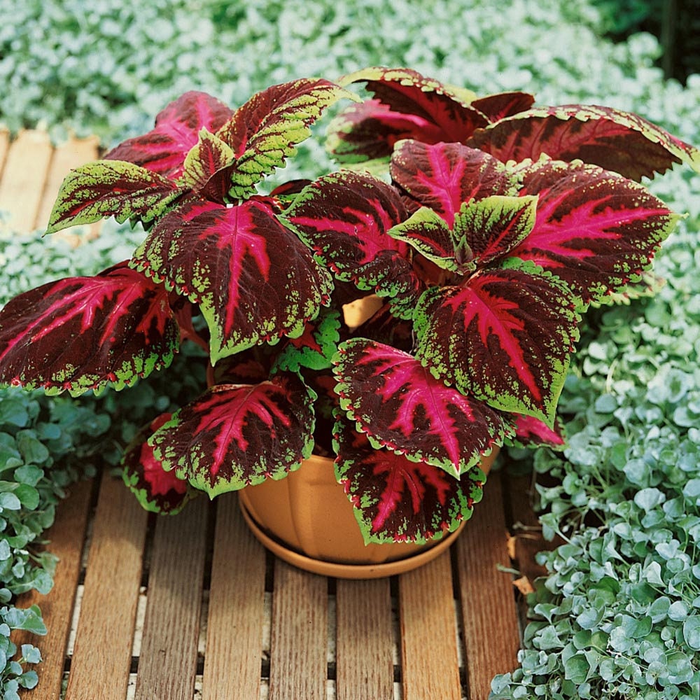 Red Coleus Foliage Plant Seed Coleus Red Kong Flower Seed 10 Seeds - Etsy