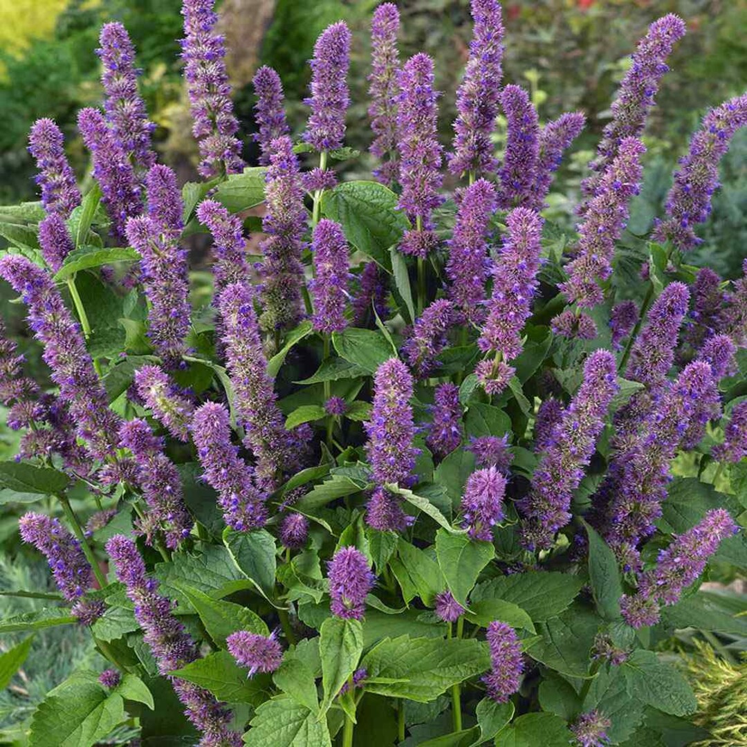 Agastache Hyssop Seeds - Lavender Blue Flower Seeds - 1000 Seeds - Etsy