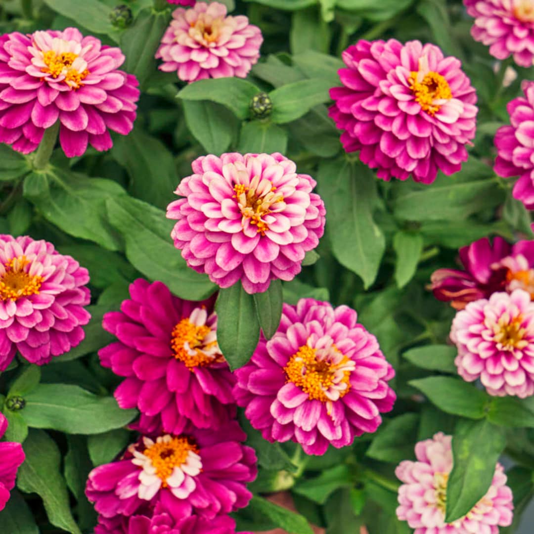 Zinnia Marylandica Zahara Double Raspberry Ripple Flower Seeds - 50 ...