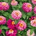 Zinnia Marylandica Zahara Double Raspberry Ripple Flower Seeds 50 Seeds ...