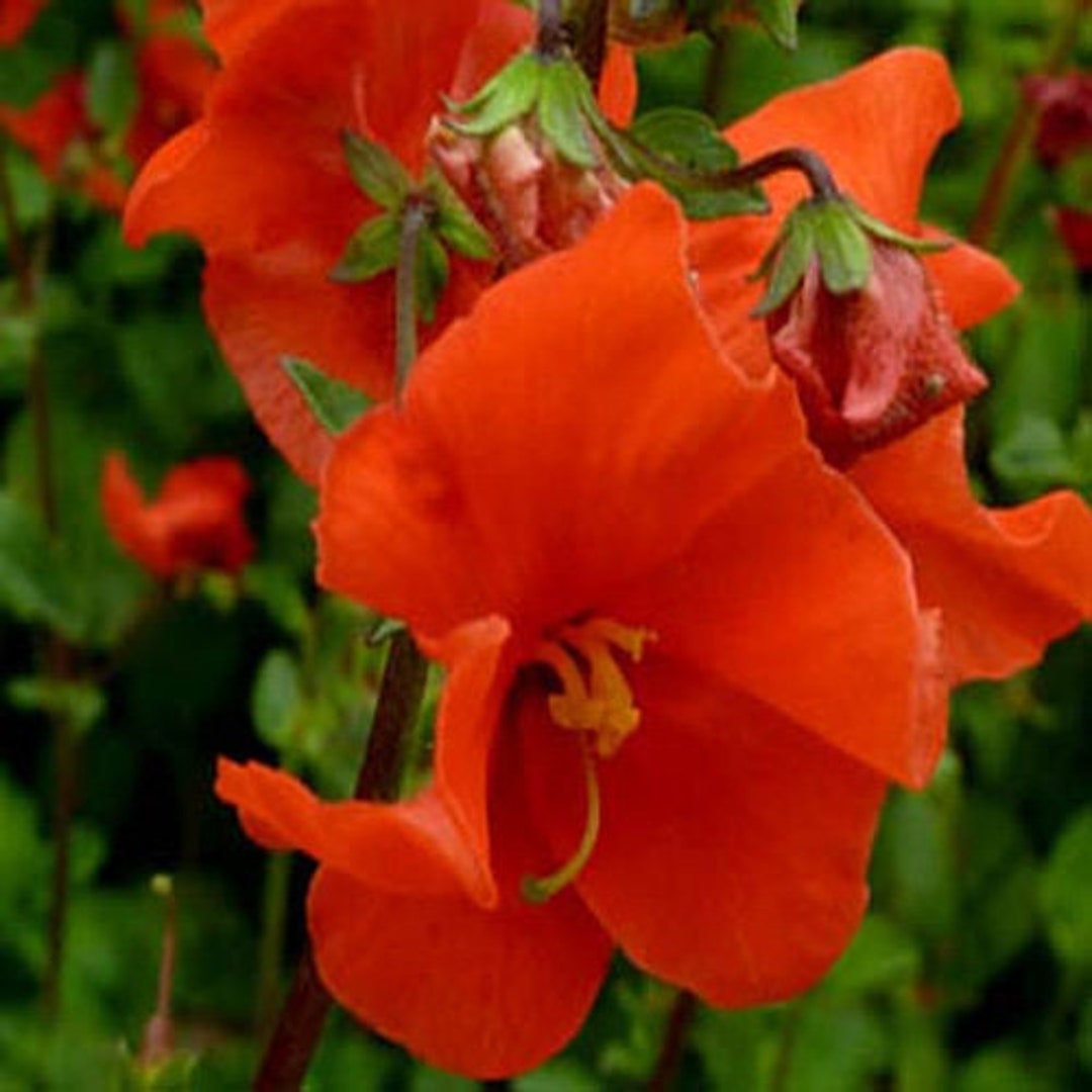 Mask Flower Seeds - Red Alonsoa Mask Flower Seed - 10000 Seeds - Etsy