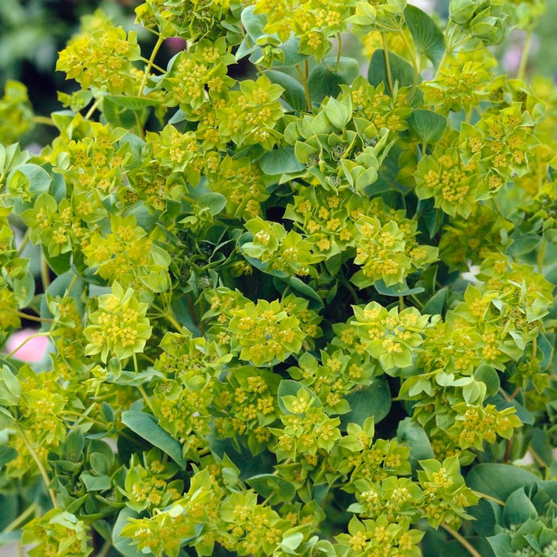 Bupleurum Seed Hare's Ear Bupleurum Flower Seeds 1000 - Etsy