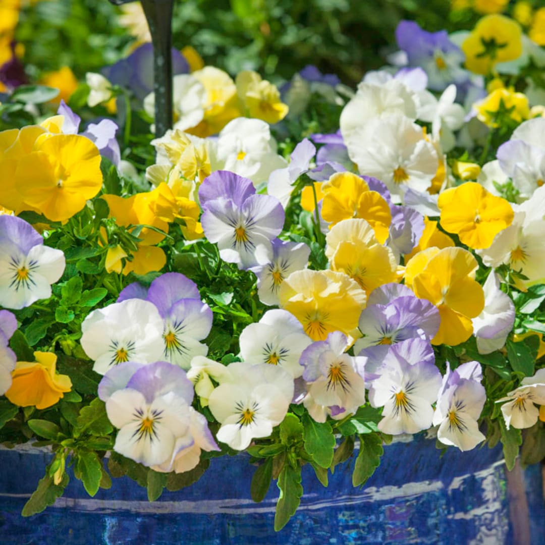 Cool Wave Pansy Seeds - Growing Pansies From Seed - 15 Seeds - Etsy