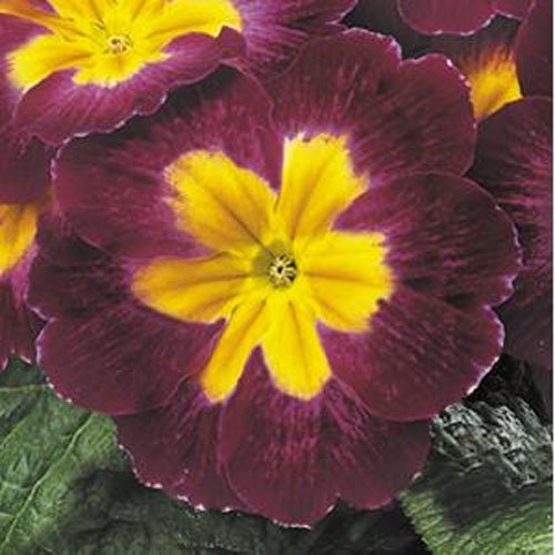 Common Primrose Acaulis Danova Burgundy Bicolor Garden Flower Seeds 50 ...