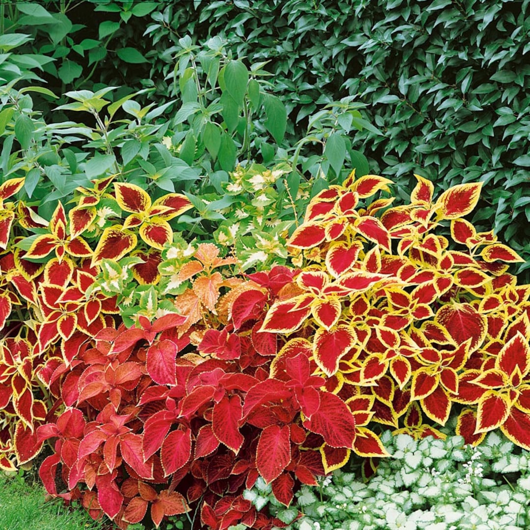 Coleus Seeds - Wizard Flower Seed Mix - Shade Garden Plants - 400 Seeds ...