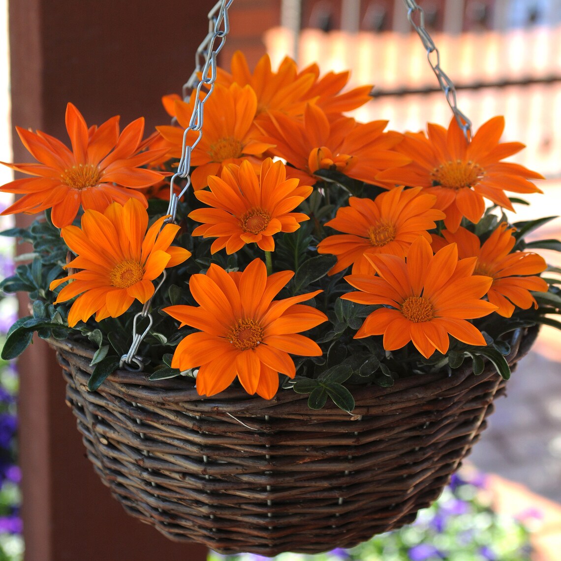 Drought Tolerant Orange Treasure Flower Gazania Ground Cover Plant ...