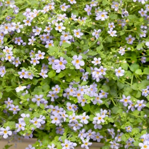 Bacopa Seeds - Bacopa Blutopia Blue Flower Seeds - 10 Seeds - Etsy