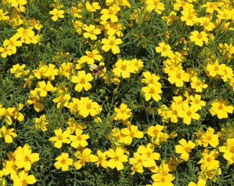 Pansy Seed Mix Pansy Matrix Ocean Breeze Mix 50 Seeds - Etsy