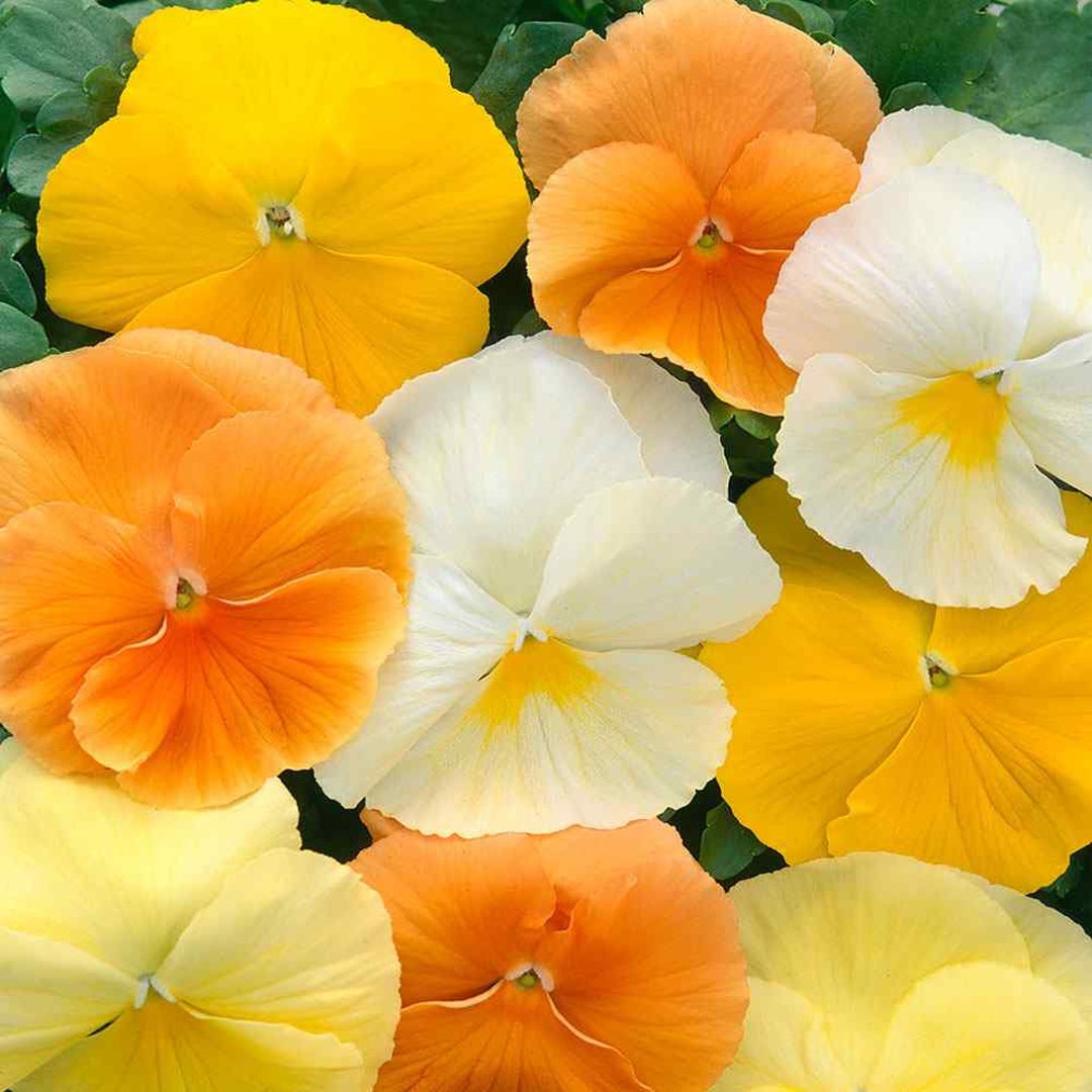 Pansy Panola XP Citrus Mix - Pansy Flower Seeds - 50 Seeds - Etsy