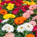 Gerbera Daisy Mega Revolution Flower Seed Mixture - 20 Seeds - Etsy