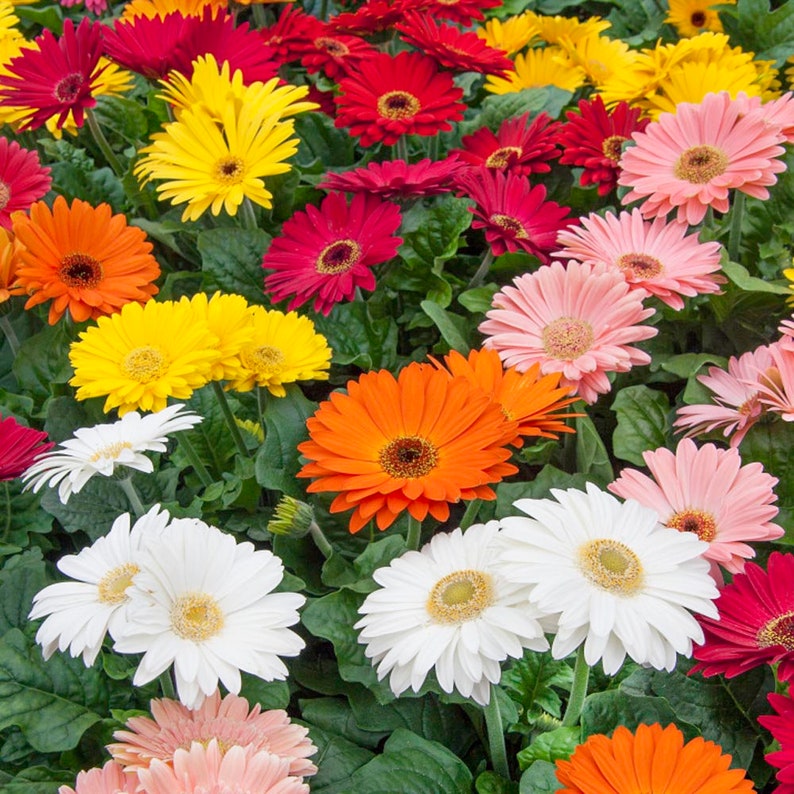 Gerbera Daisy Mega Revolution Flower Seed Mixture - 20 Seeds - Etsy