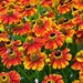 Helenium Seeds Sneezeweed Helenium Autumnale Flower Seed 2000 Seeds - Etsy