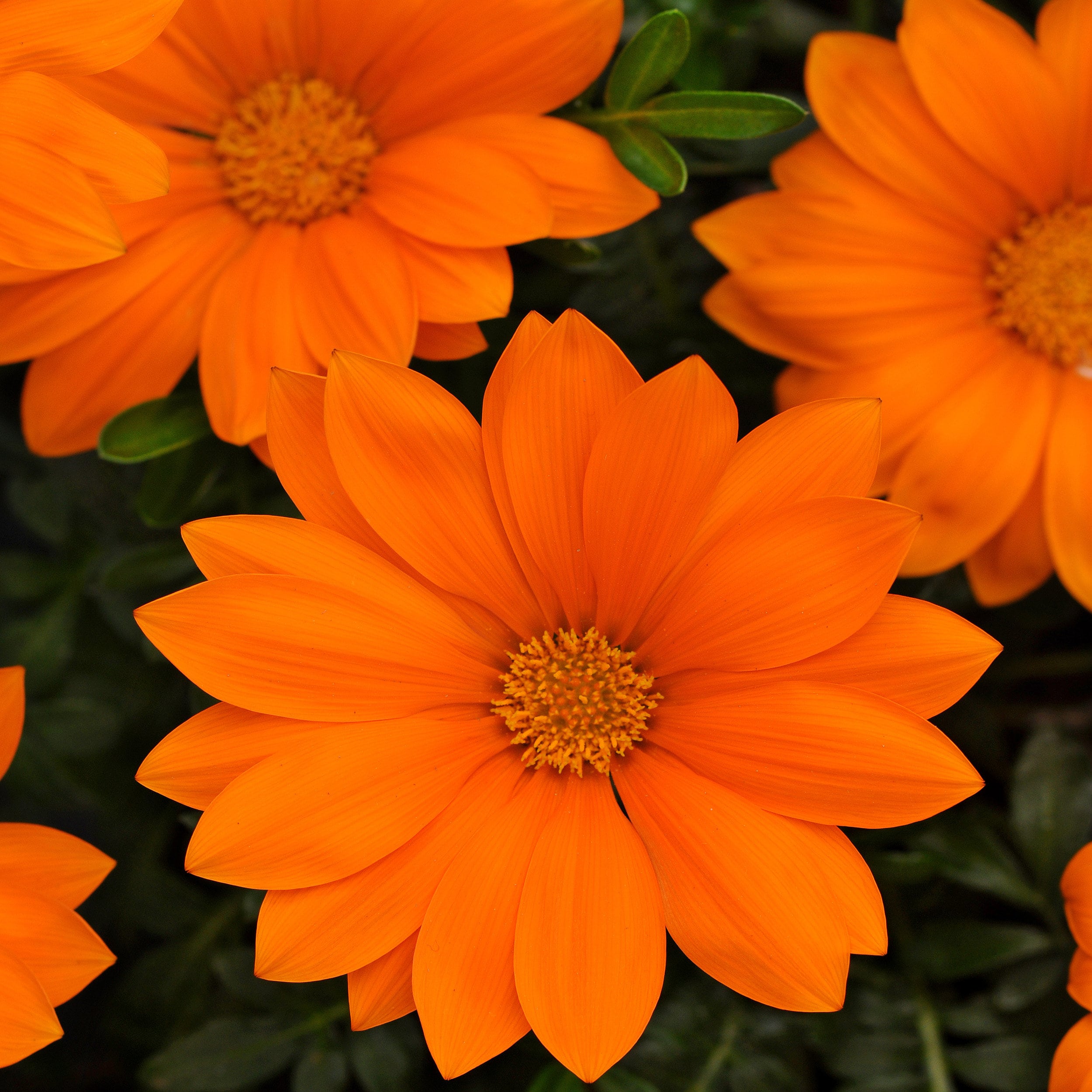 Drought Tolerant Orange Treasure Flower Gazania Ground Cover Plant ...